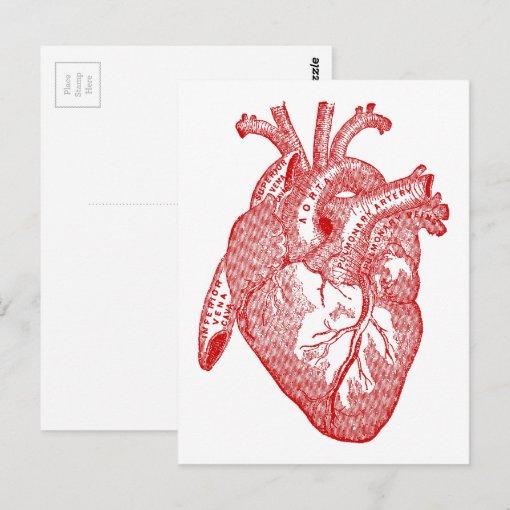 Red Antique Anatomical Heart Postcard | Zazzle
