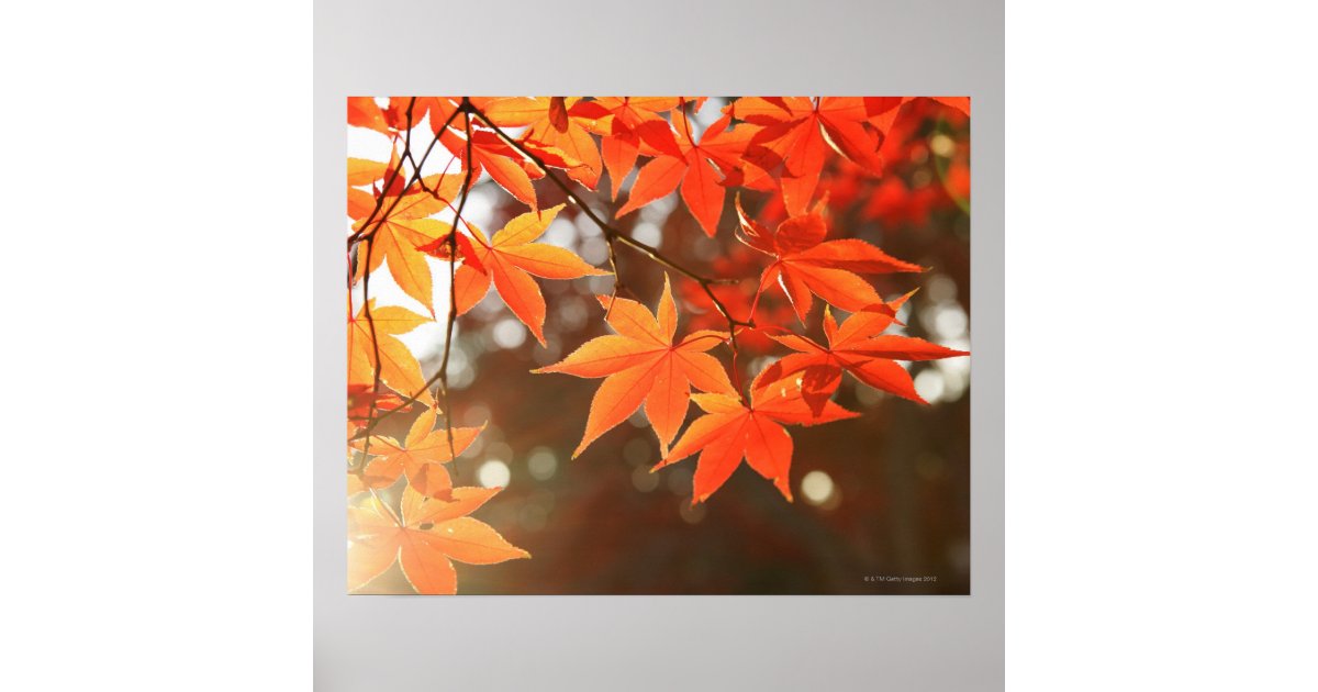 Red Autumn Maple leaves Poster | Zazzle