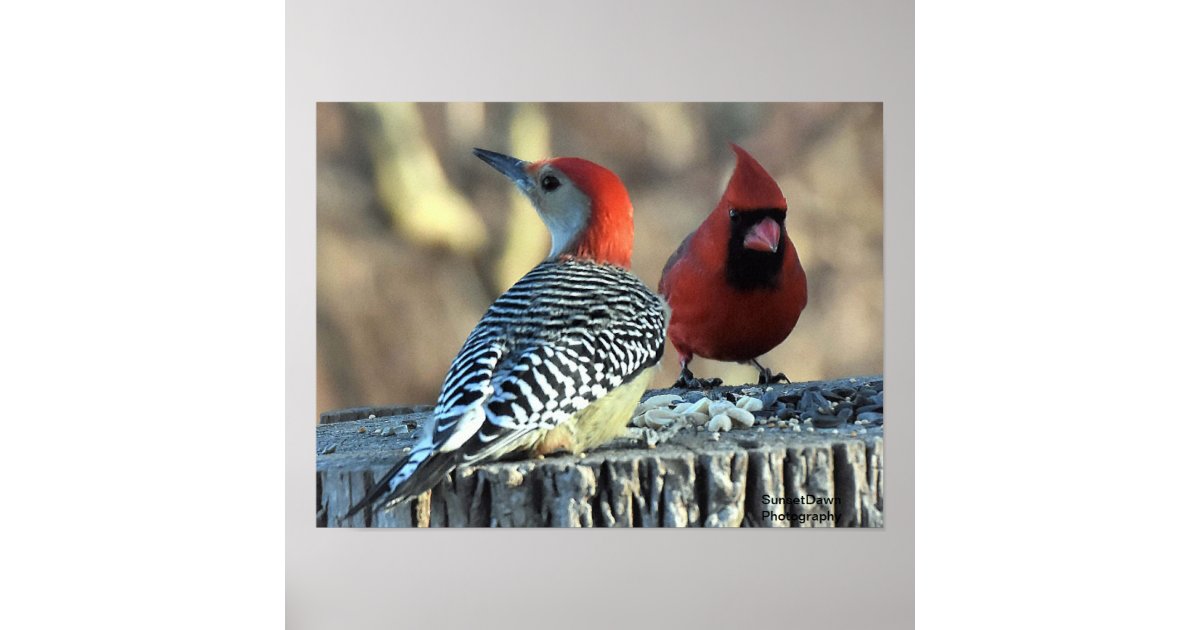 Red-Bellied Woodpeck and Red Cardinal Poster | Zazzle
