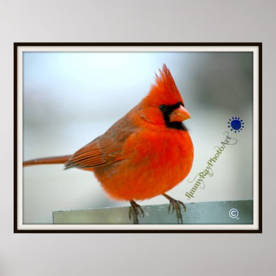 Red Bird Cardinal Poster | Zazzle.com