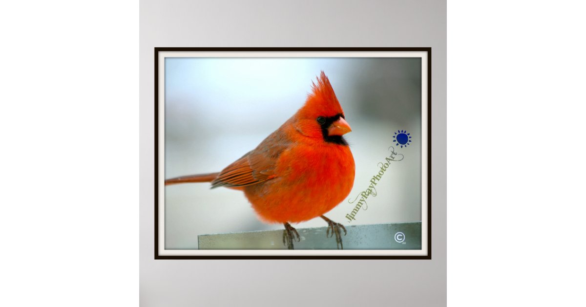 Red Bird Cardinal Poster | Zazzle