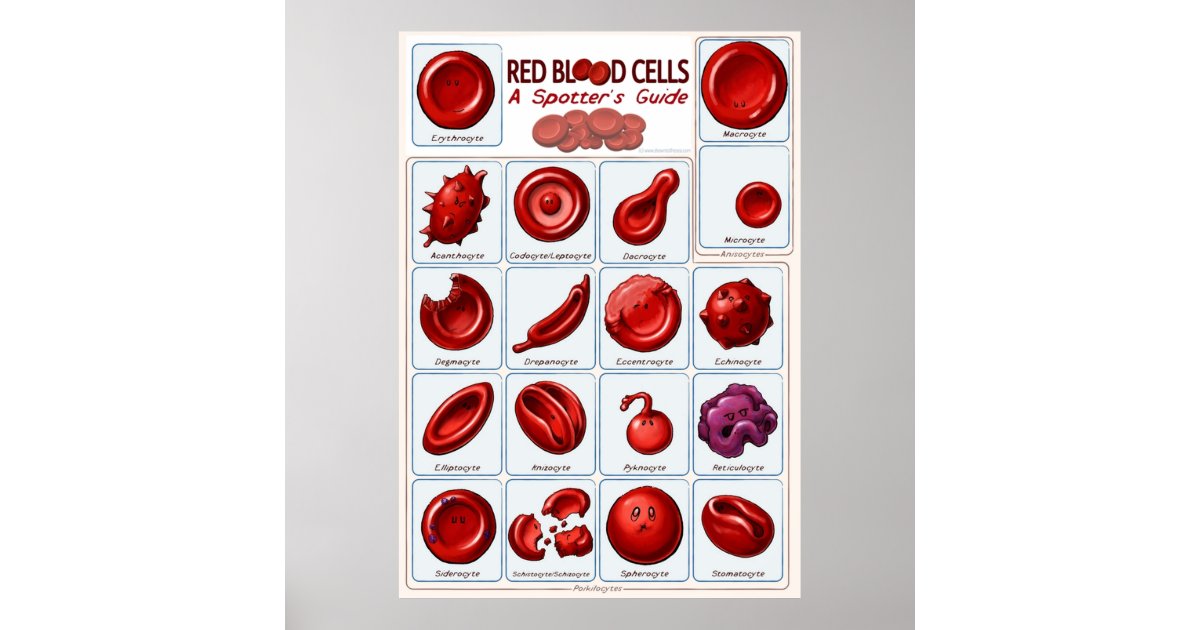 Red blood cells poster | Zazzle