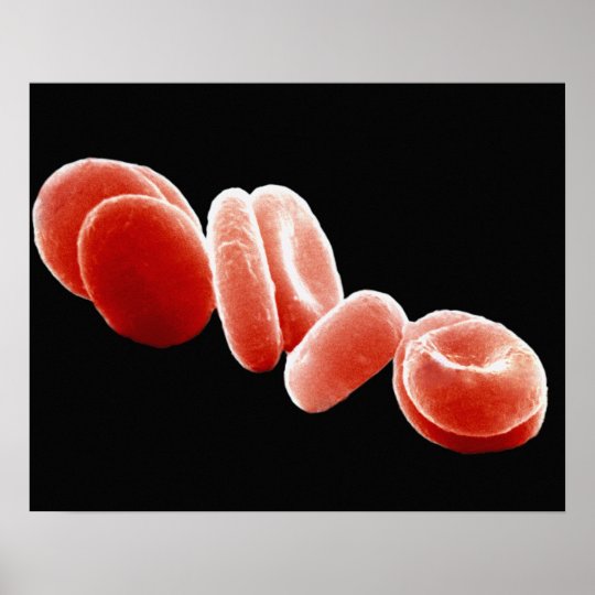 Red Blood Cells Poster | Zazzle.com