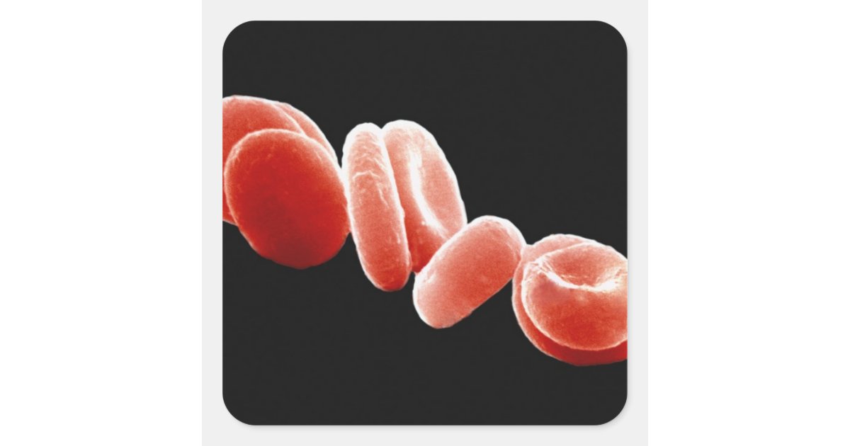 Red Blood Cells Square Sticker | Zazzle