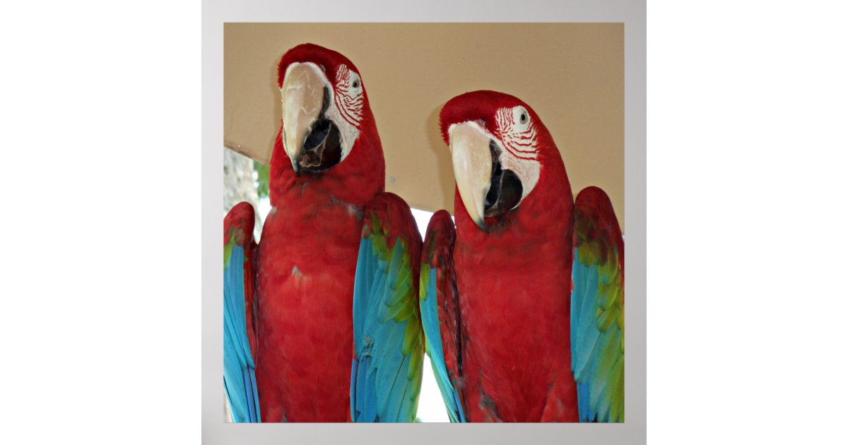 Red, Blue, Green Macaws (Parrots) Poster | Zazzle
