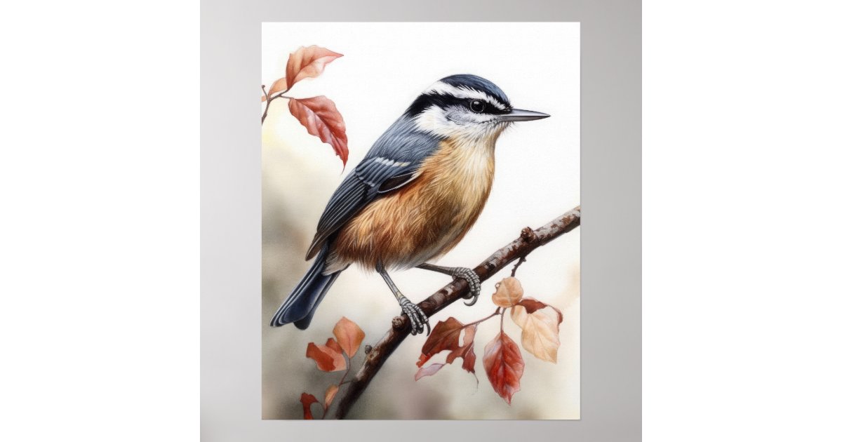 Red Breasted Nuthatch Bird Art Print Poster | Zazzle