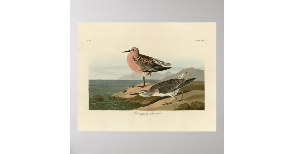 Red-breasted Sandpiper, Audubon's Birds of America Poster | Zazzle