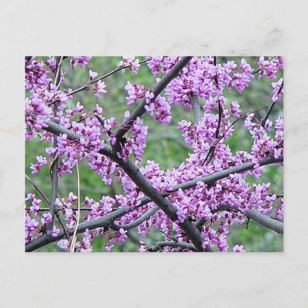 Red Bud Tree Postcard | Zazzle
