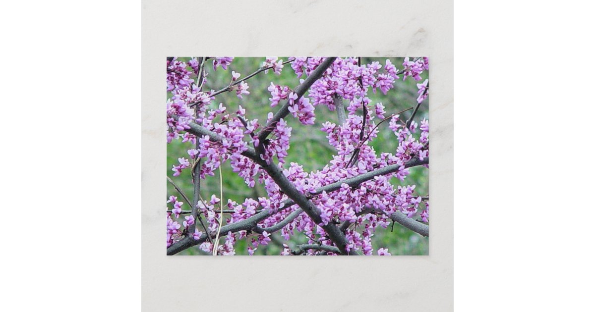 Red Bud Tree Postcard | Zazzle