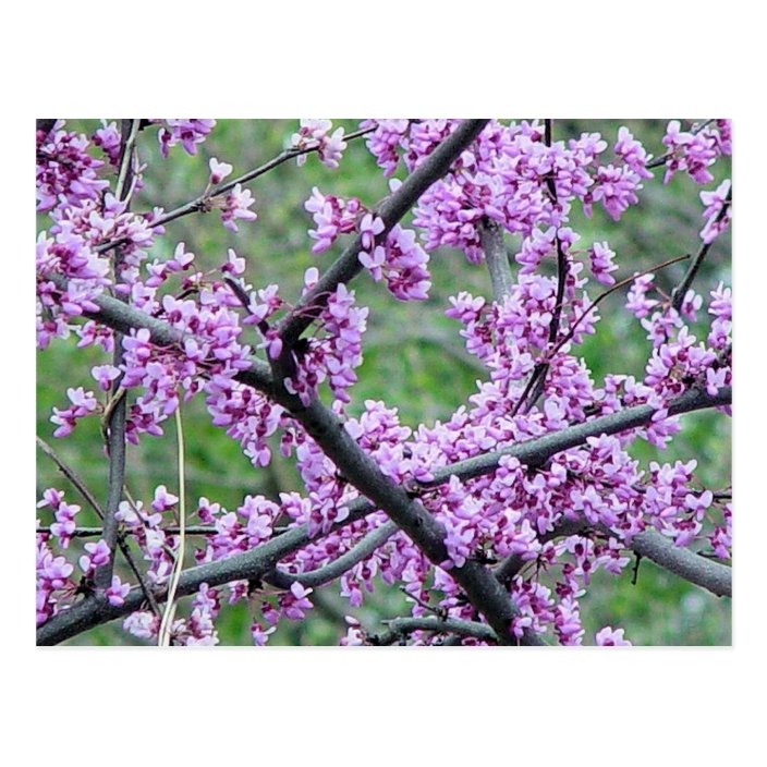 Red Bud Tree Postcard | Zazzle.com