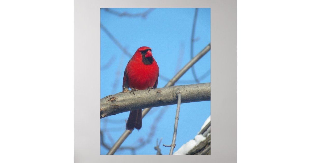 Red Cardinal/Bird Poster | Zazzle