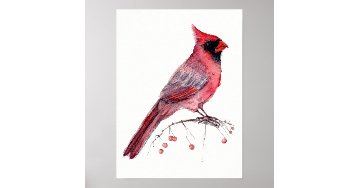 Red Cardinal Bird Poster | Zazzle