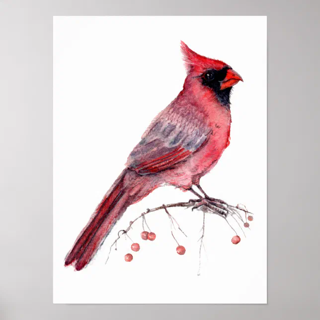 Red Cardinal Bird Poster | Zazzle