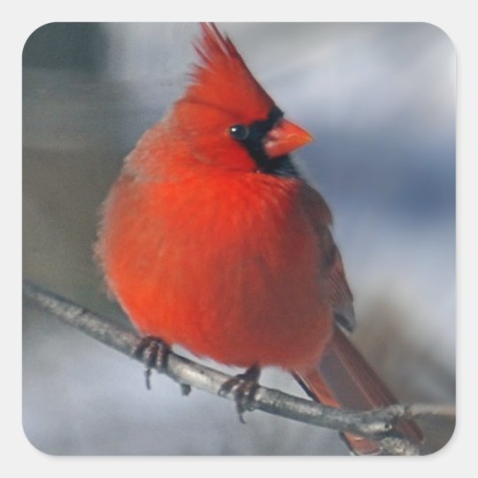 Red Cardinal Bird Square Sticker | Zazzle.com