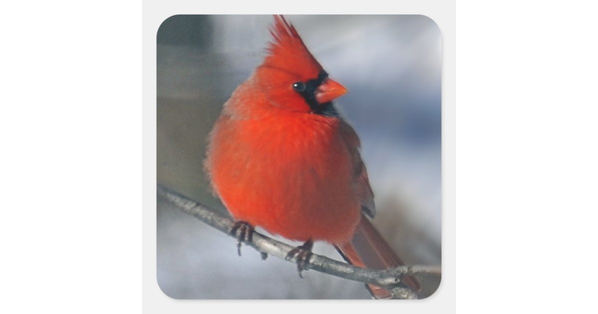 Red Cardinal Bird Square Sticker | Zazzle