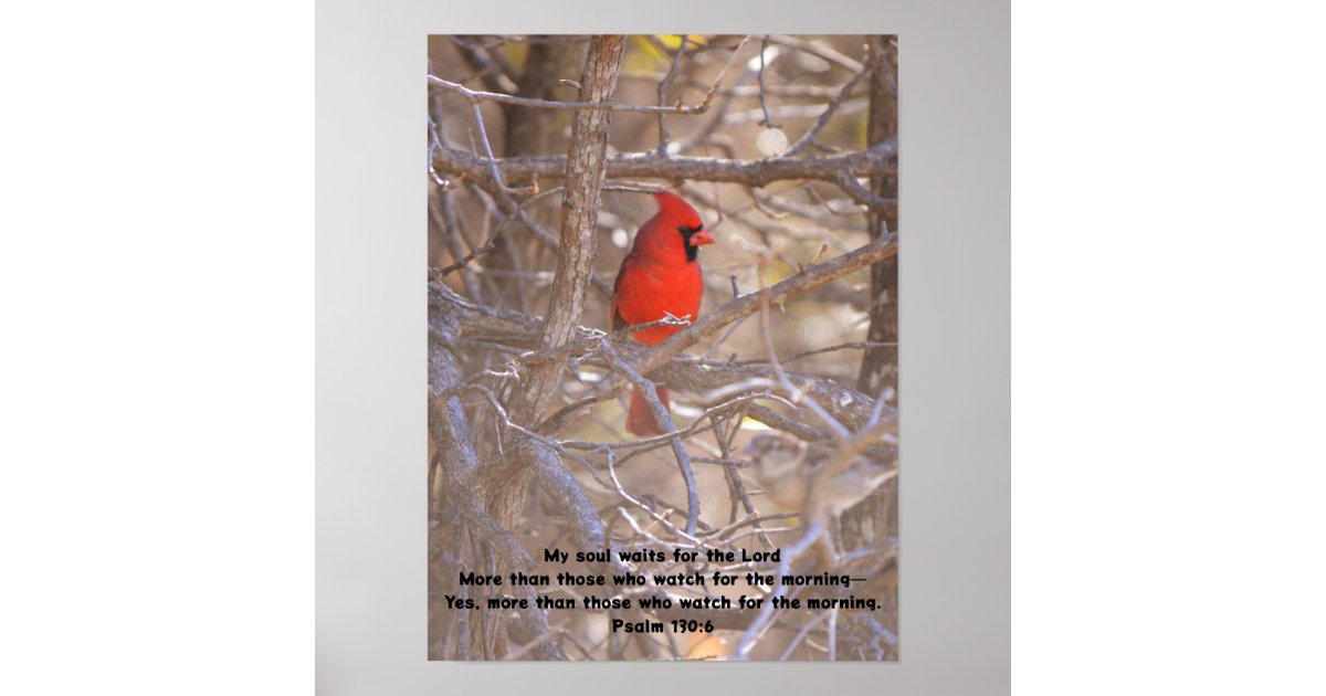 Red Cardinal Bird Waiting Peacefully Bible Verse Poster | Zazzle