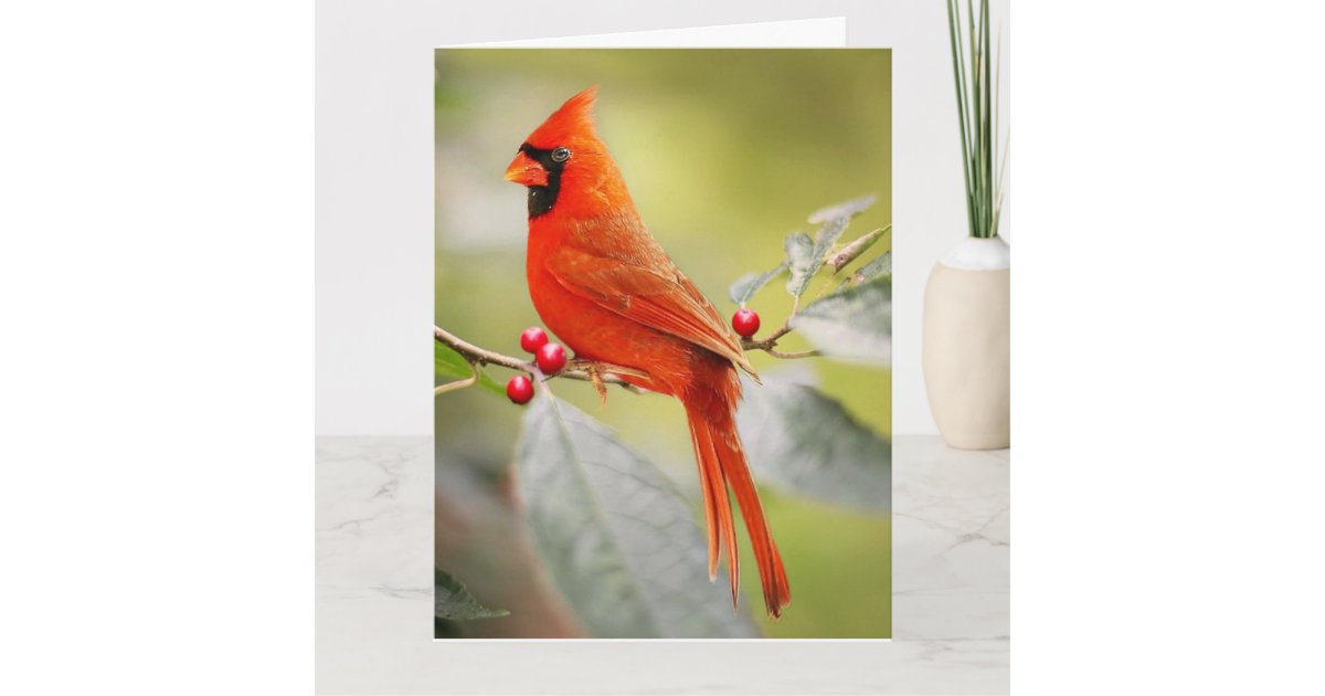 RED CARDINAL BIRTHDAY GREETING CARD | Zazzle