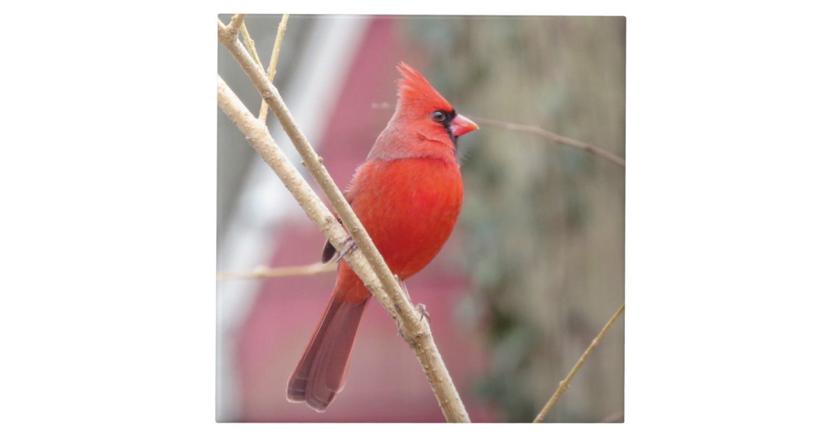 Red Cardinal Ceramic Tile | Zazzle
