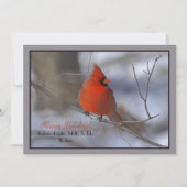 Red Cardinal Holiday Card | Zazzle