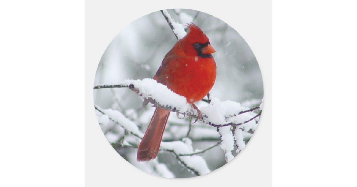 Red Cardinal in the Snow Sticker | Zazzle