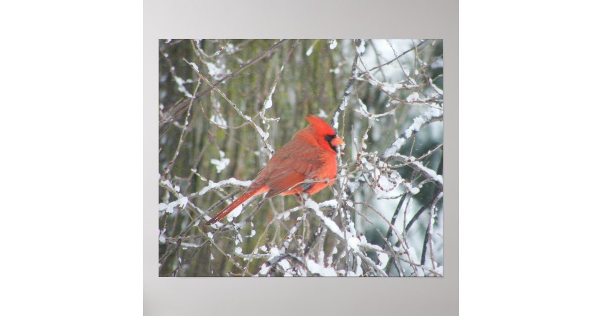 Red Cardinal in Winter Poster | Zazzle