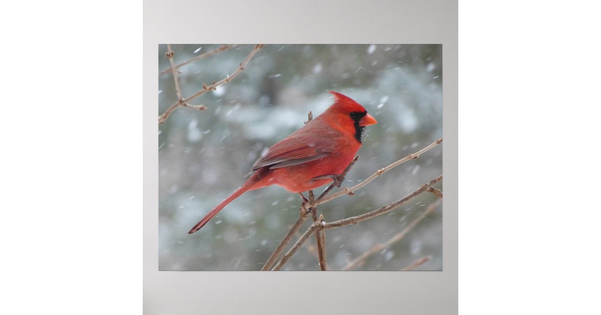 Red cardinal in Winter Poster | Zazzle