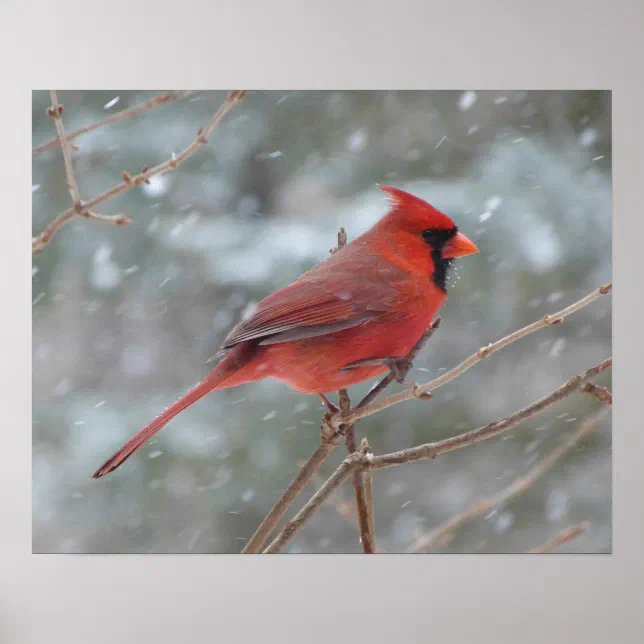 Red cardinal in Winter Poster | Zazzle