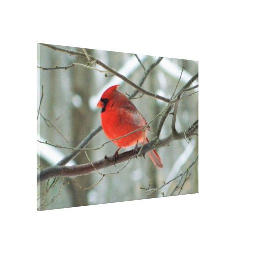 Red Cardinal ( Male) Winter Stretched Canvas Print | Zazzle