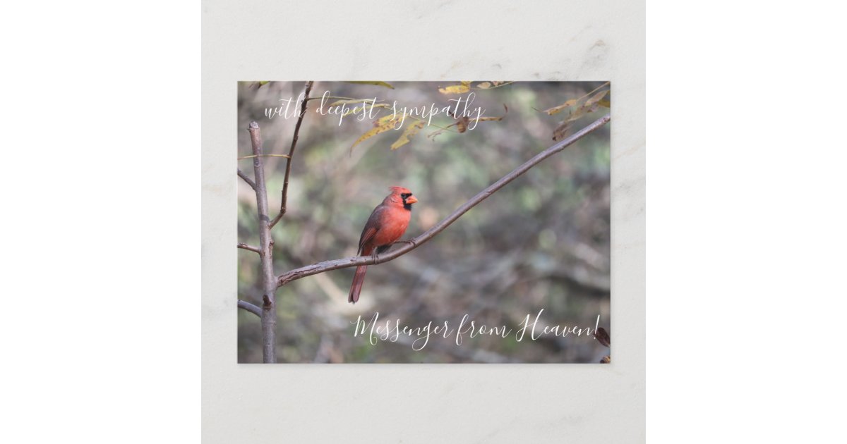 Red Cardinal Messenger from Heaven Sympathy Postcard | Zazzle
