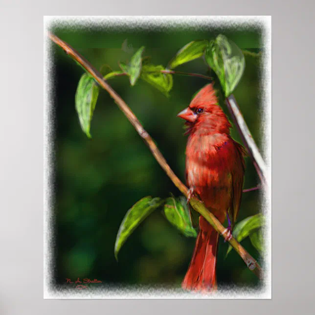 Red Cardinal Poster | Zazzle