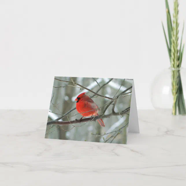 Red Cardinal Side View(Male) Holiday Card | Zazzle