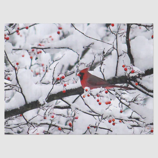 Red Cardinal Snow Tree Photo Tissue Paper | Zazzle