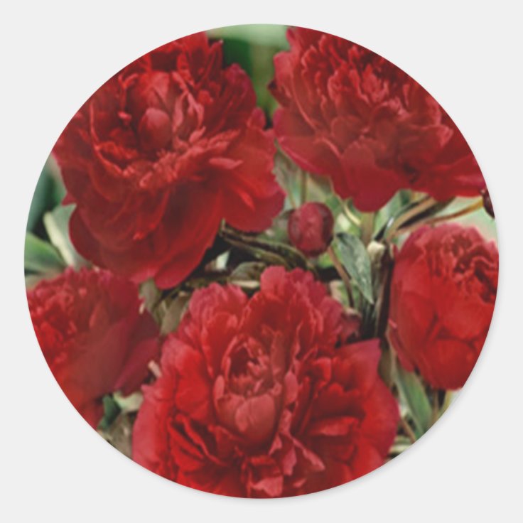Red Carnation Flowers Stickers | Zazzle