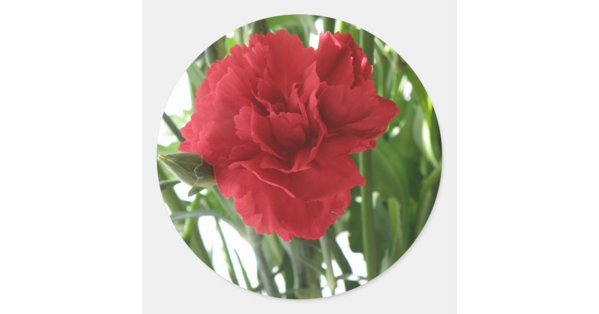 Red Carnation Stickers | Zazzle