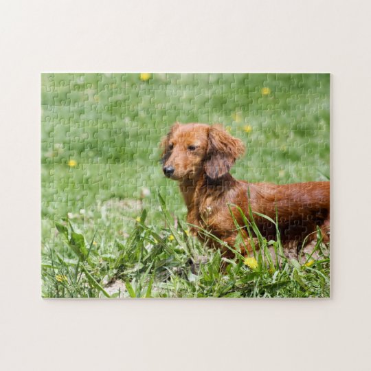 Red Dachshund Jigsaw Puzzle | Zazzle.com