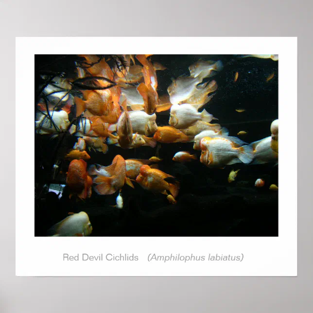 Red Devil Cichlids Poster | Zazzle