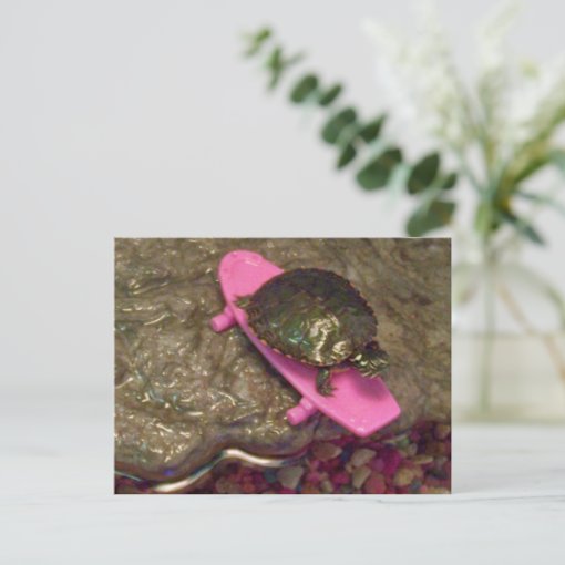 Red Eared Slider Turtle Riding Skateboard Postcard | Zazzle