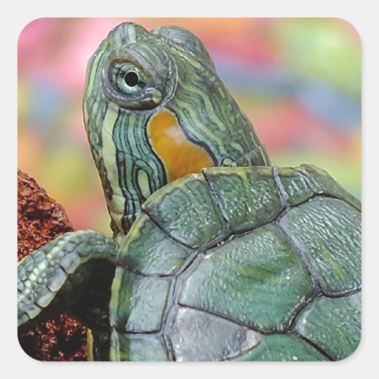 Red-eared slider turtle square sticker | Zazzle.com