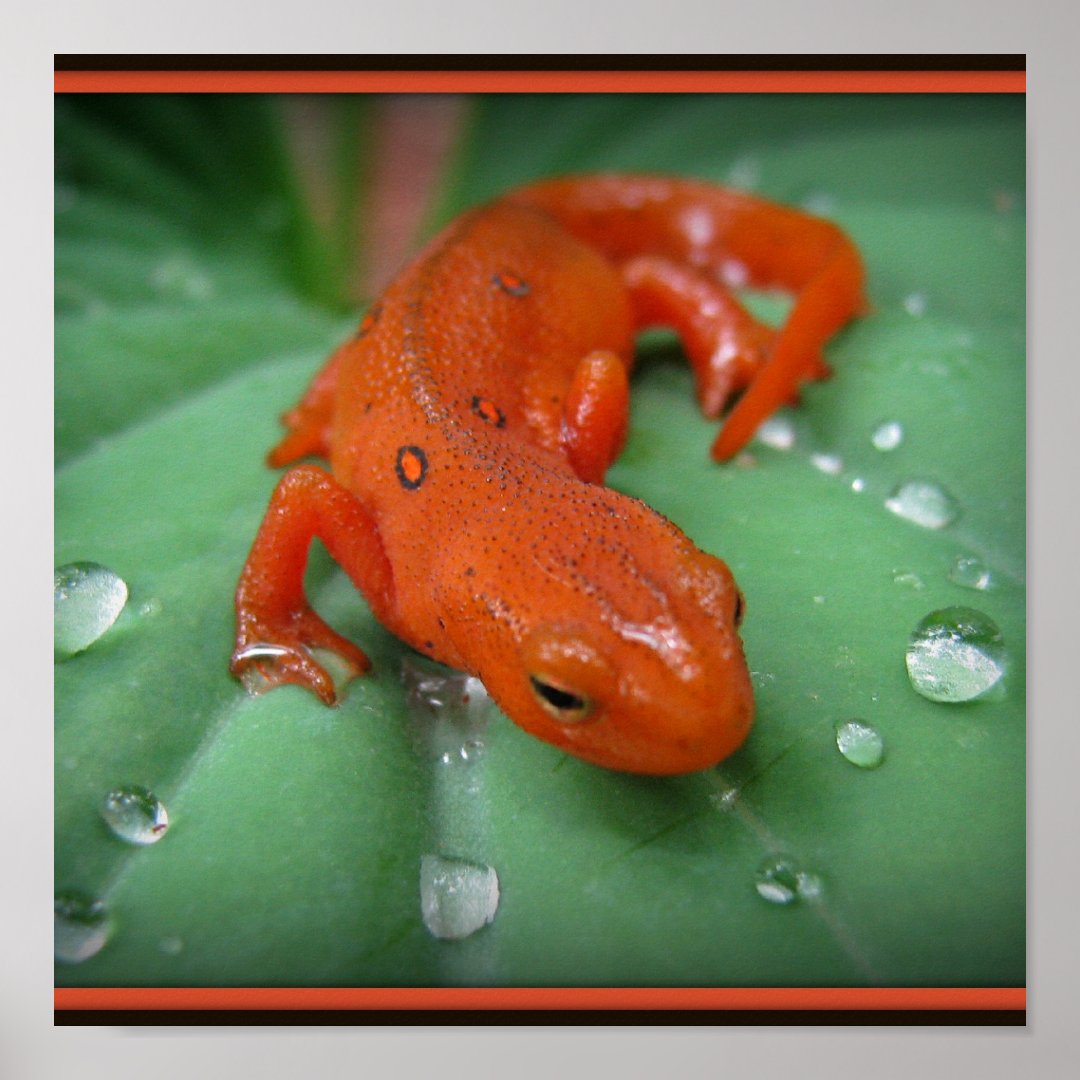 Red Eft Poster | Zazzle