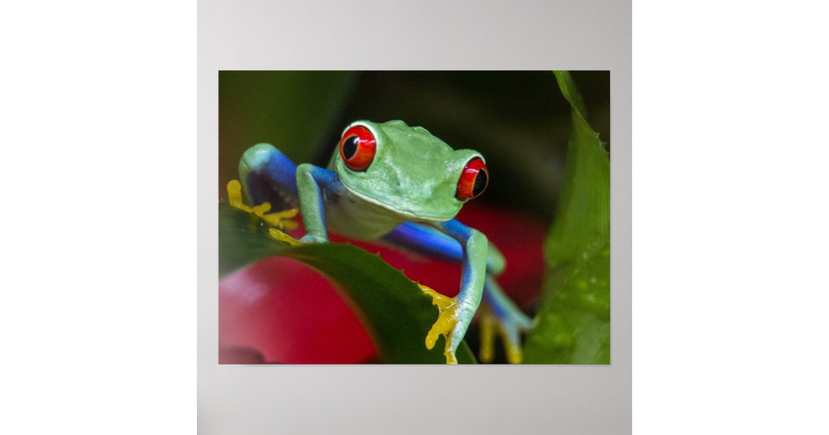 Red eye tree frog poster | Zazzle