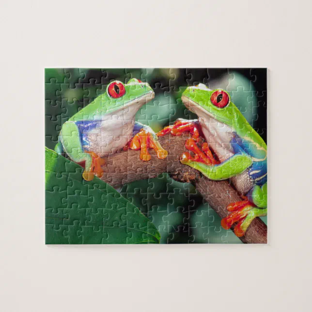 Red Eye Treefrog Pair, Agalychinis callidryas, Jigsaw Puzzle | Zazzle