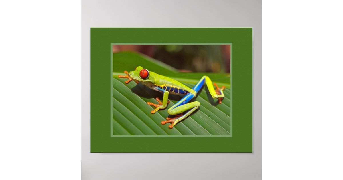 Red Eyed Tree Frog Poster | Zazzle