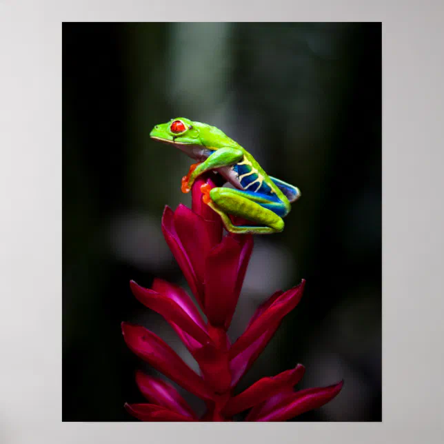 Red-eyed Tree Frog Poster | Zazzle