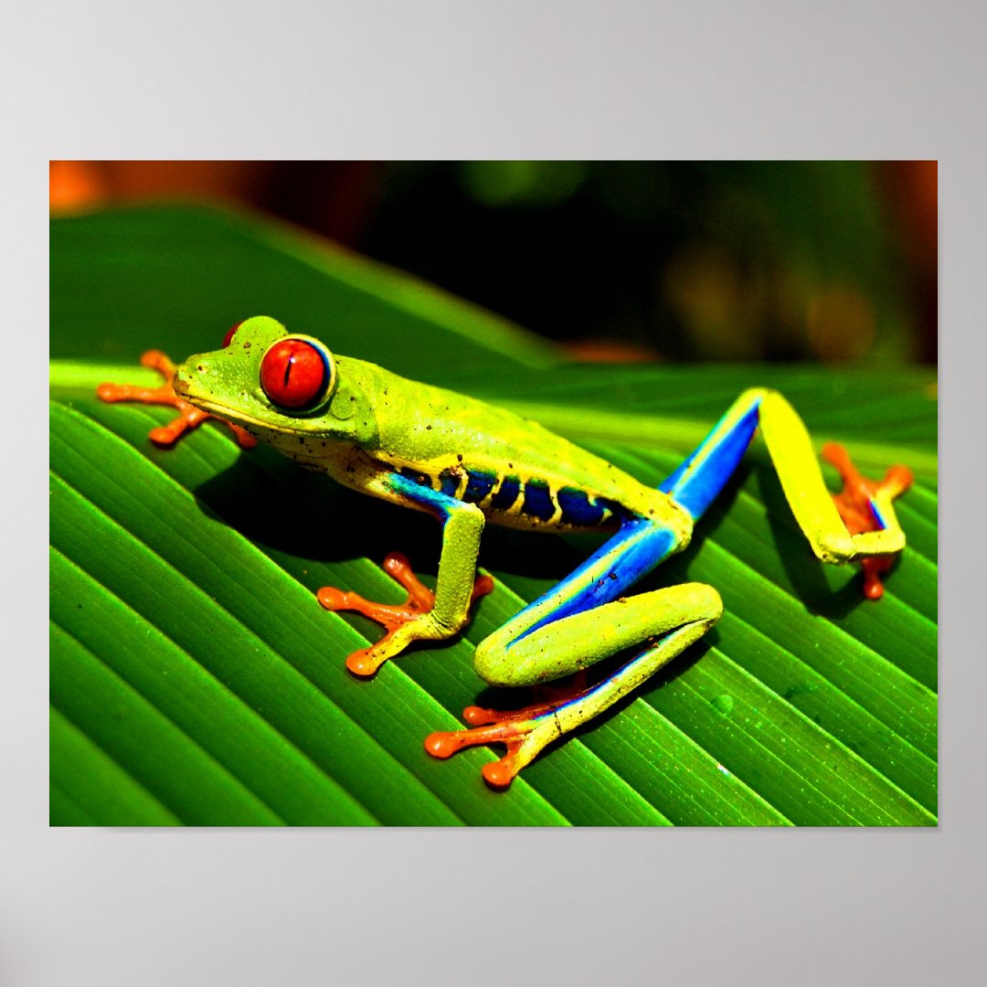 Red-eyed Tree Frog Poster | Zazzle