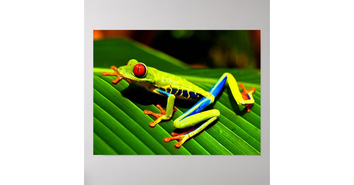 Red-eyed Tree Frog Poster | Zazzle