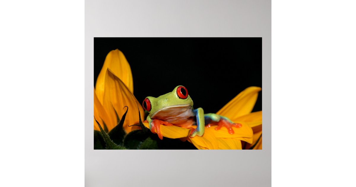 red eyed tree frog poster | Zazzle