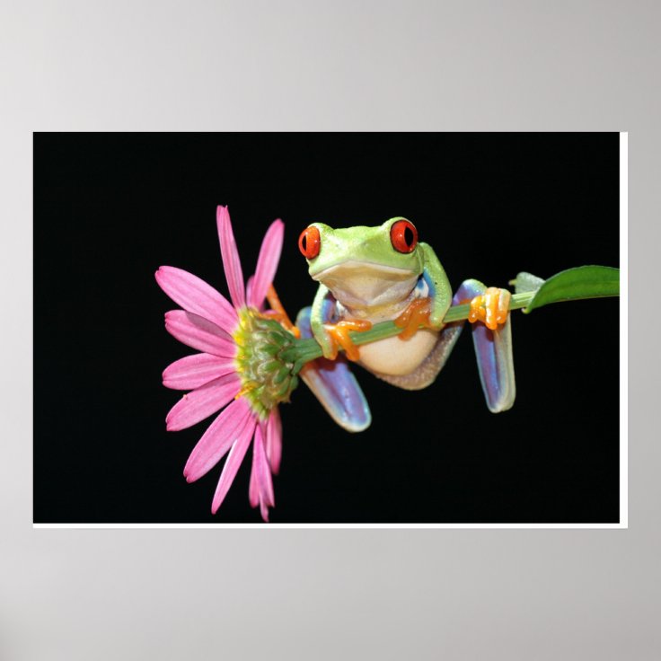 red eyed tree frog poster | Zazzle
