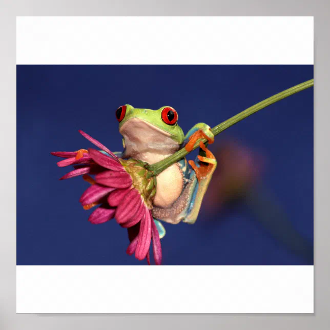 red eyed tree frog poster | Zazzle