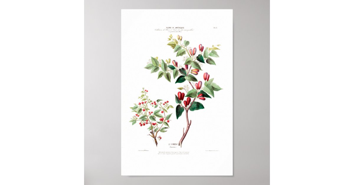 Red Floral Vintage American Botanical Piment Poster | Zazzle