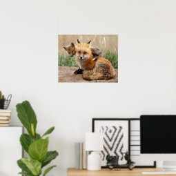 Red Fox And Baby Poster | Zazzle
